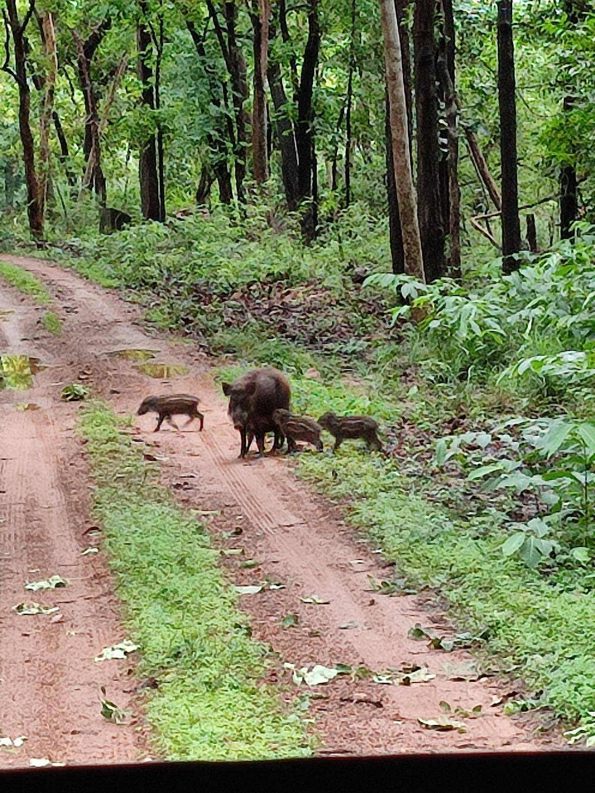 Odisha’s Debrigarh Sanctuary freed from human settlement - The Hindu