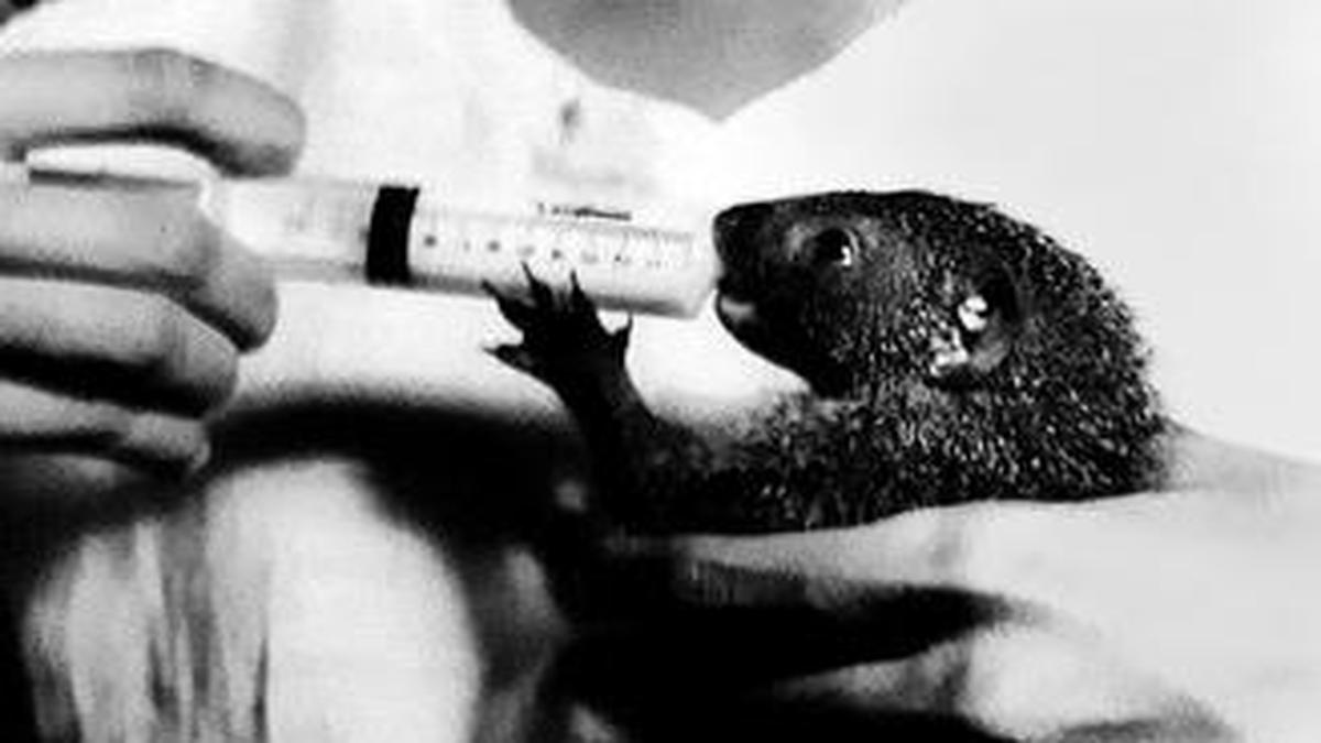 Zai Whitaker’s new book is a peek into the world of mongooses - The Hindu