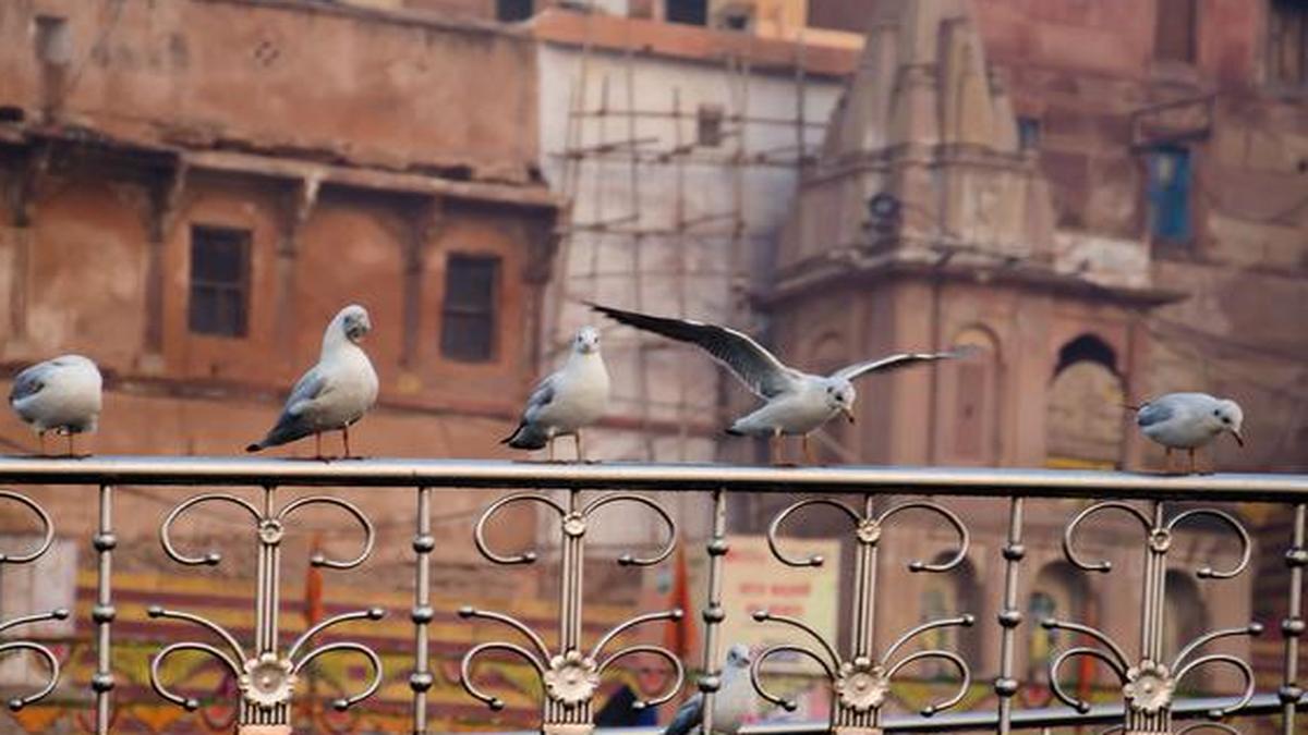 Janhavi Acharekar reviews ‘Battlefield’ by Vishram Bedekar, trs Jerry ...