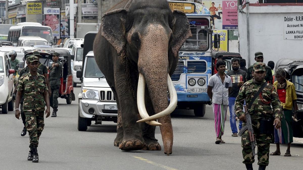 Sri Lanka mourns death of 69-year-old Indian tusker declared ‘national ...