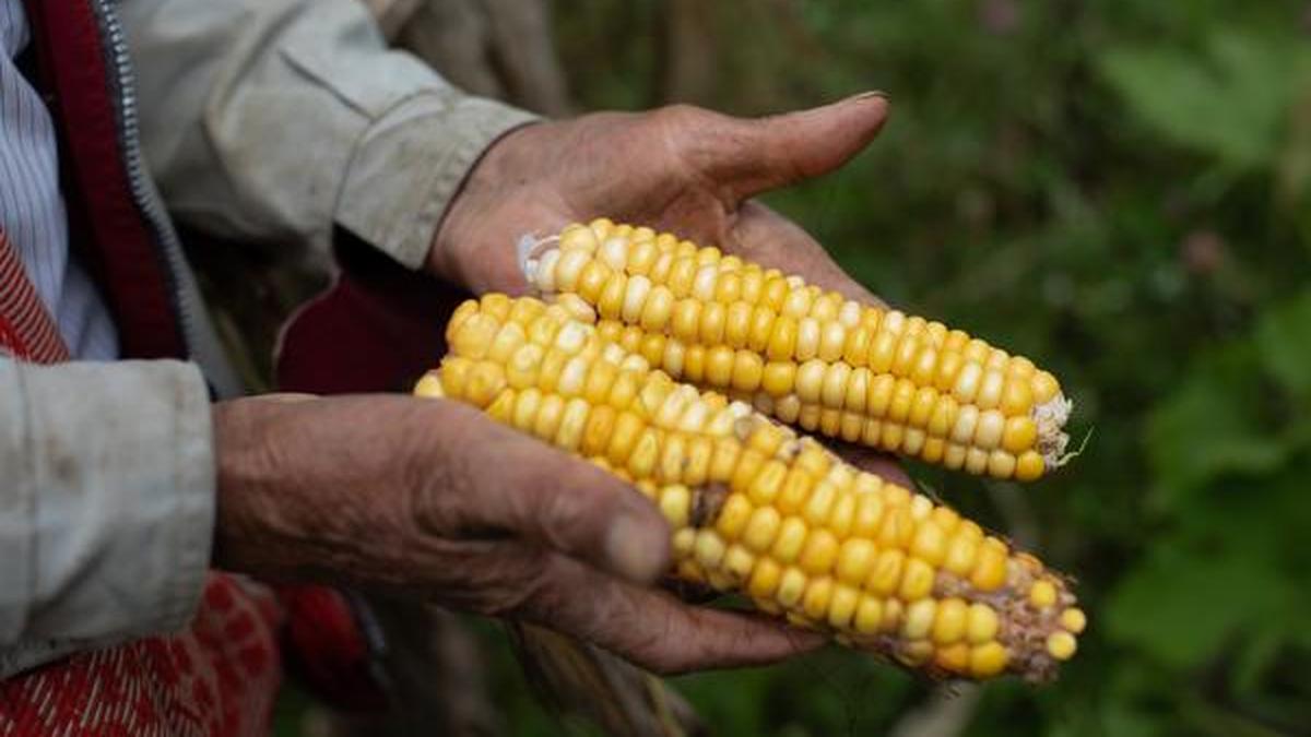 India’s booming corn exports amid global rally ease supply worries ...