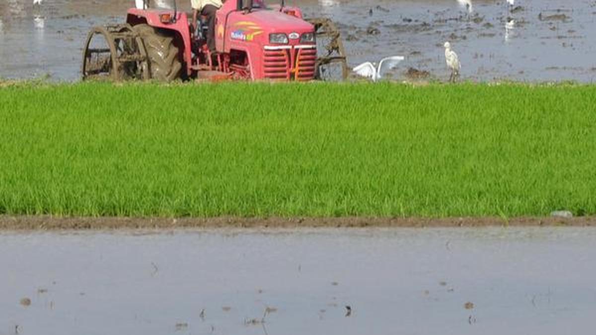 Budget wand may grant farm and tax sops - The Hindu