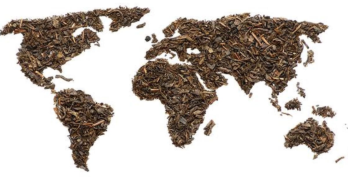 High exports spur tea board’s plans for U.S. show - The Hindu