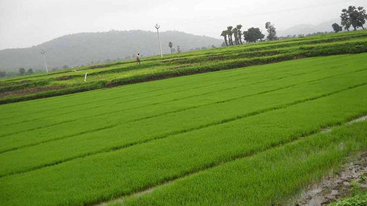 Govt sets record 104.3 million tonne rice production target for 2021-22 ...