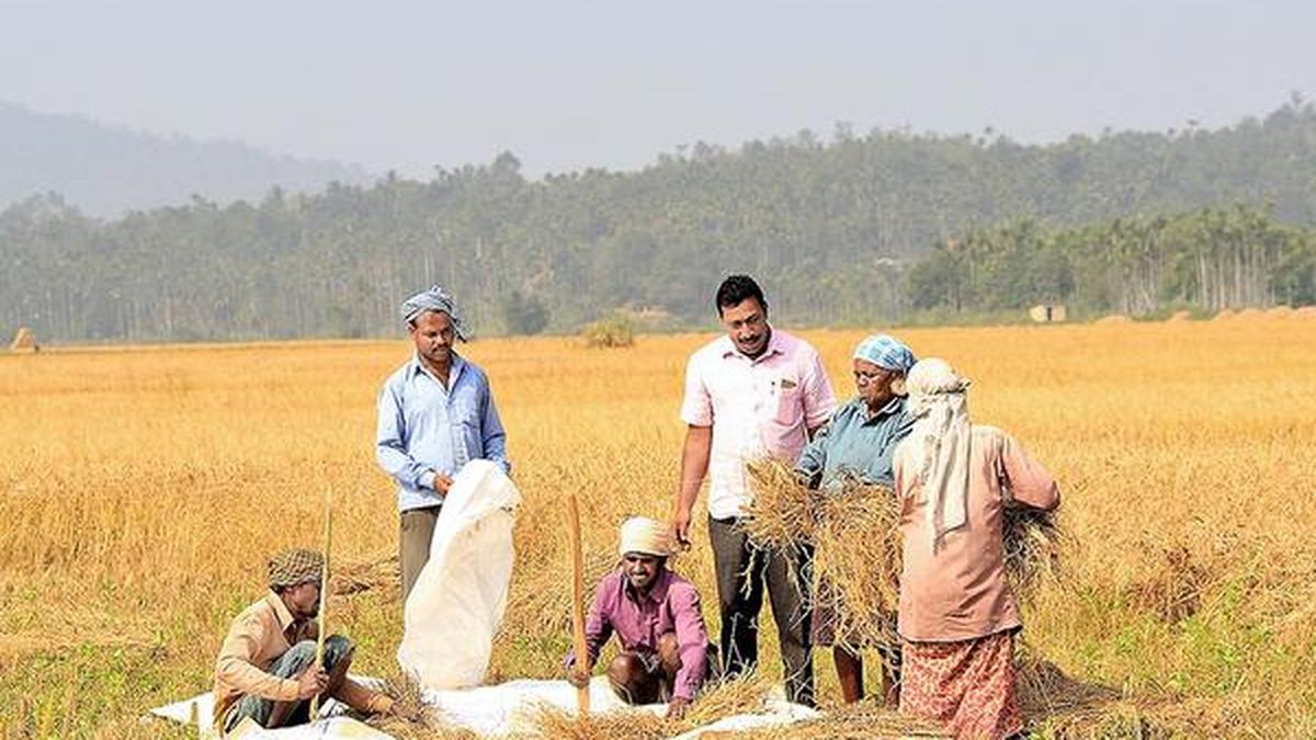 Paddy farmer ‘seeds’ a success story - The Hindu