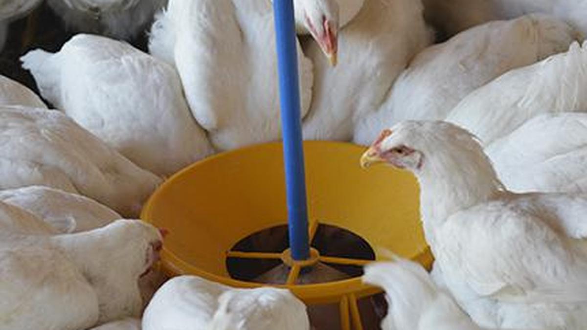 Poultry firm Suguna unveils Delfrez brand - The Hindu