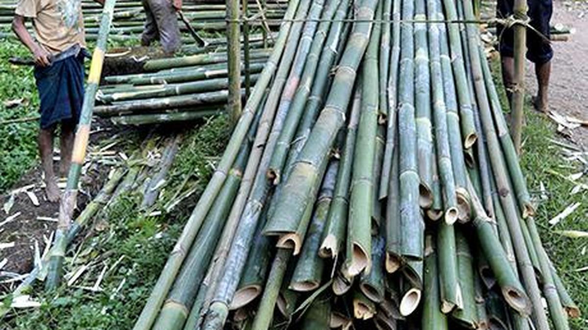 Bamboo, a promising crop for progressive farmers - The Hindu