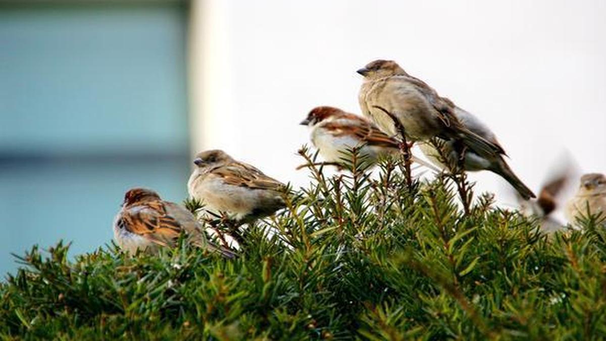 Save the SPARROW - The Hindu