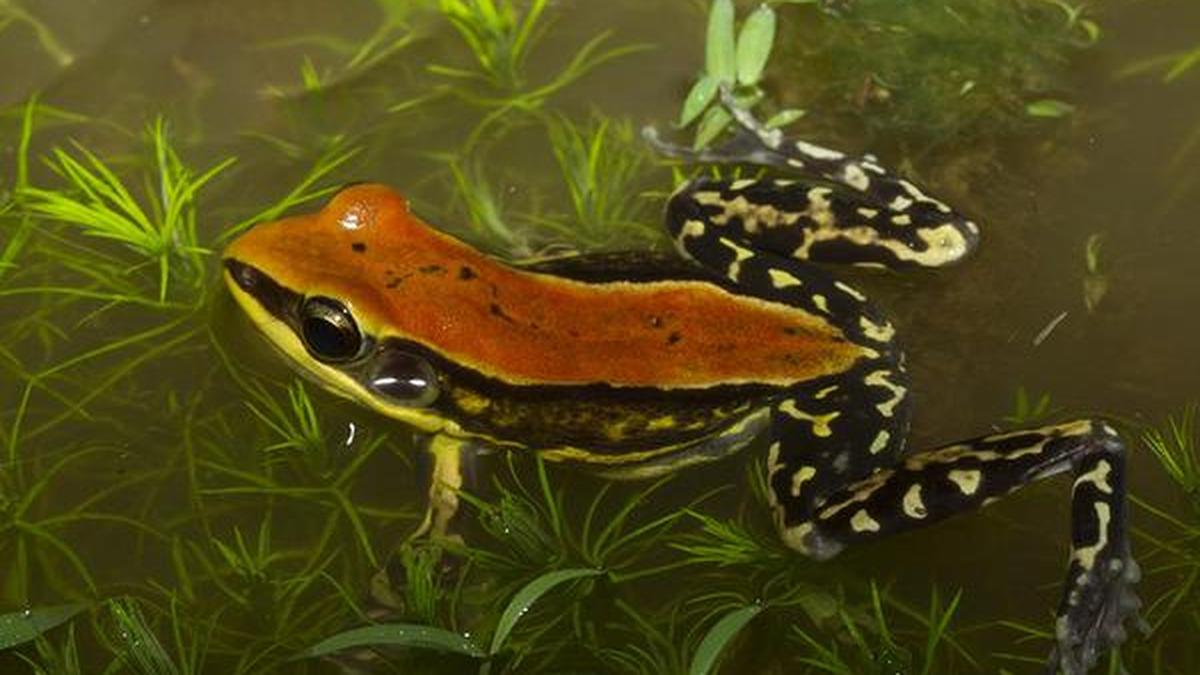 Fascinating croakers - The Hindu