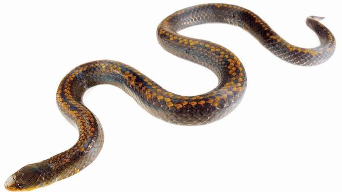 Slithering on - The Hindu