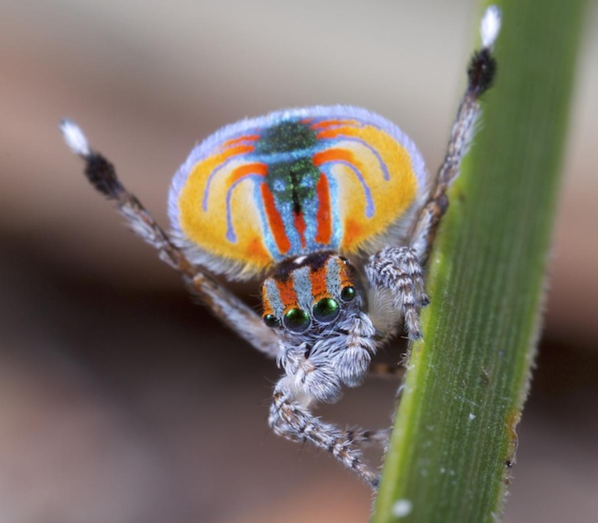 What’s a peacock spider? - The Hindu