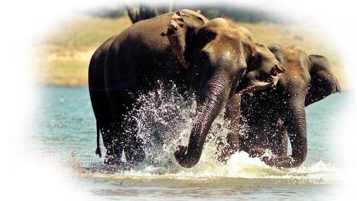 Party with the pachyderms - The Hindu
