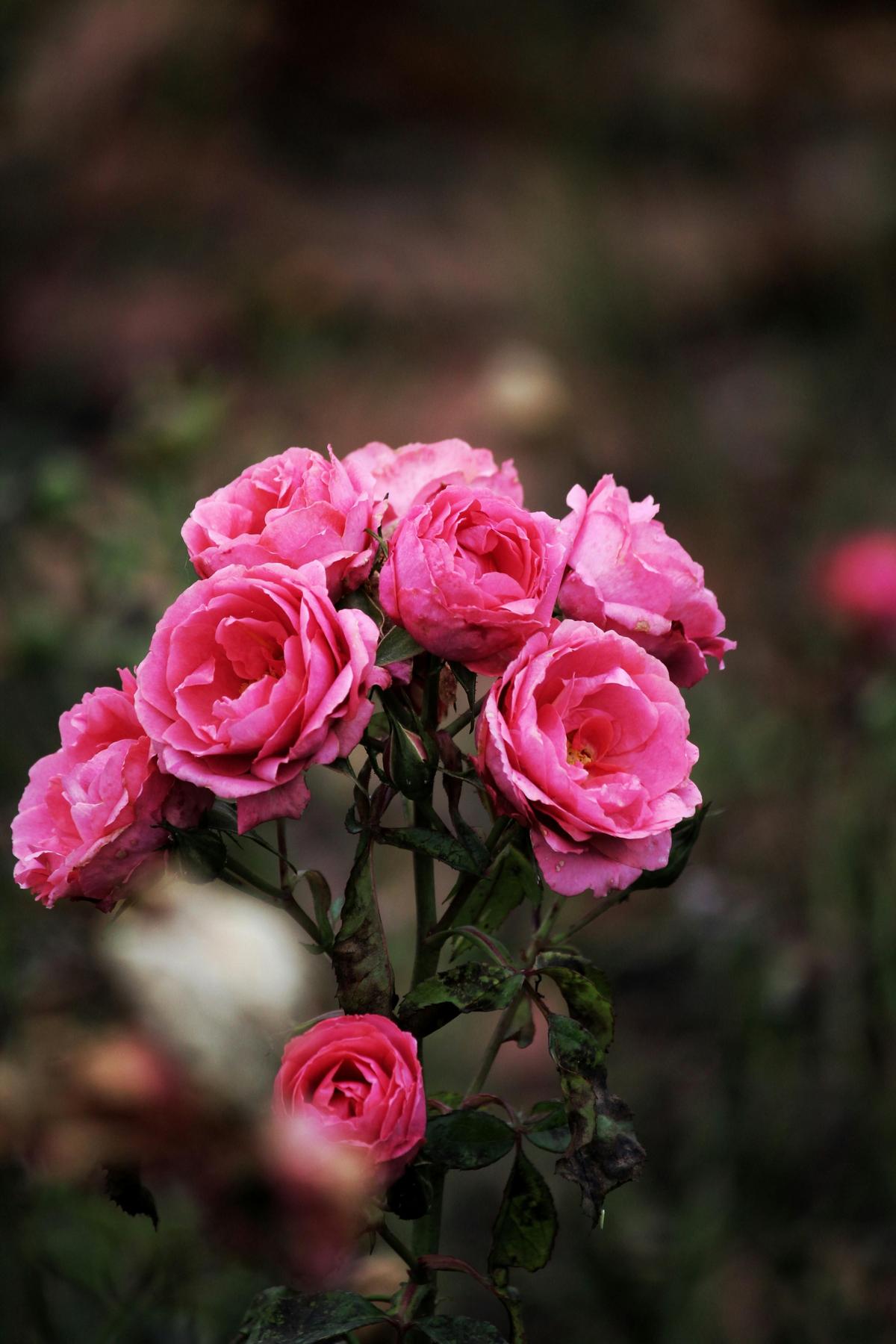 A brief history of the rose - The Hindu