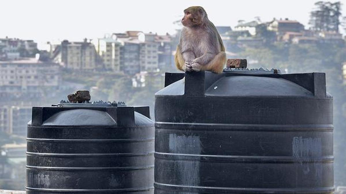 Himachal elections: now, getting a monkey off the back - The Hindu