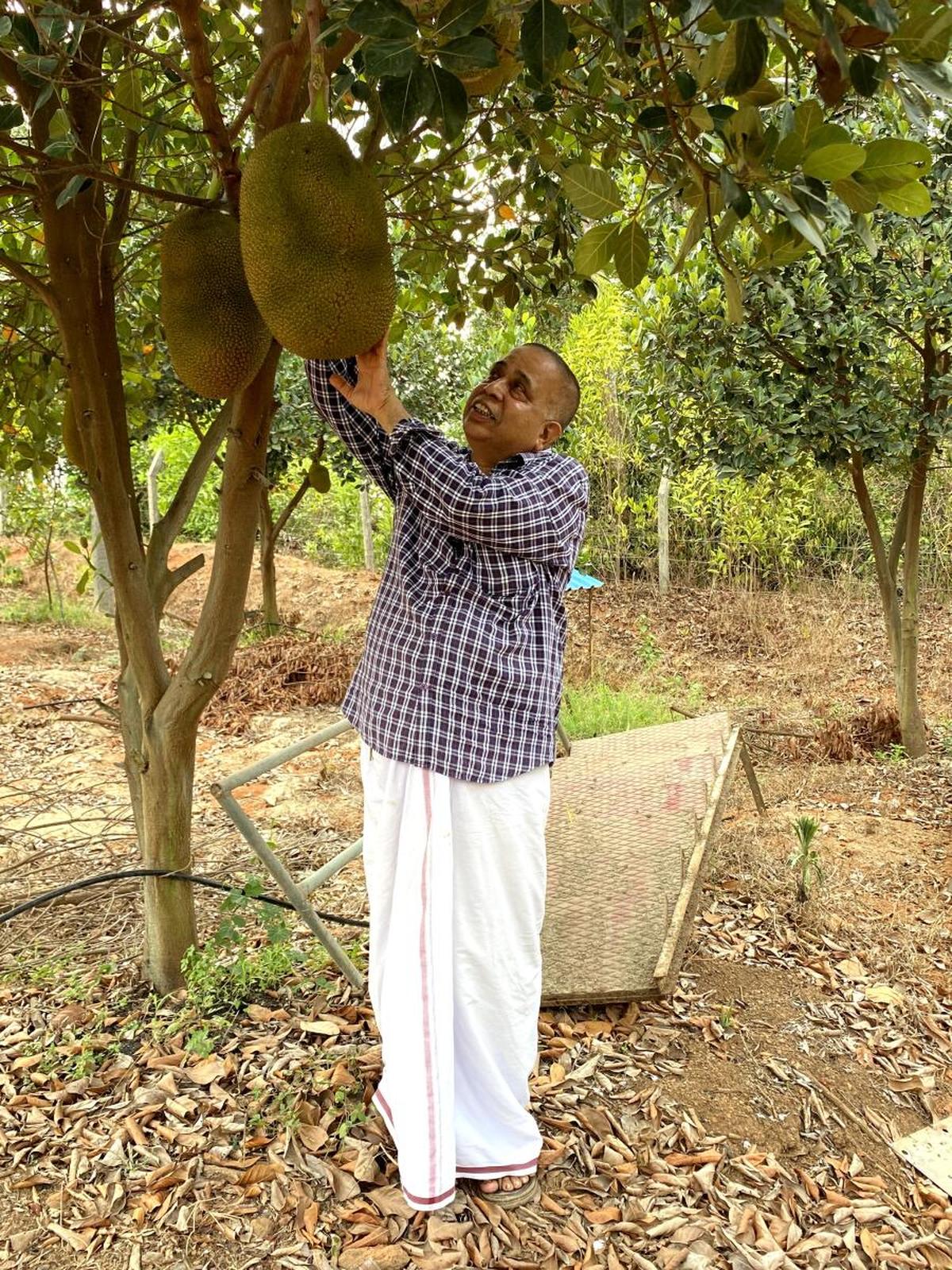 Karnataka farmers pin hopes on Malaysian red jackfruit variety Dang ...