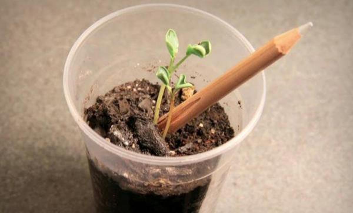 SPROUT_PLANTABLE_PENCIL_005.jpg - The Hindu