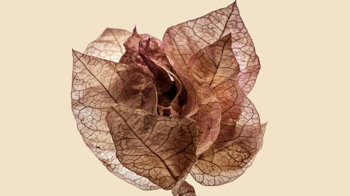 A meditation with leaves - The Hindu