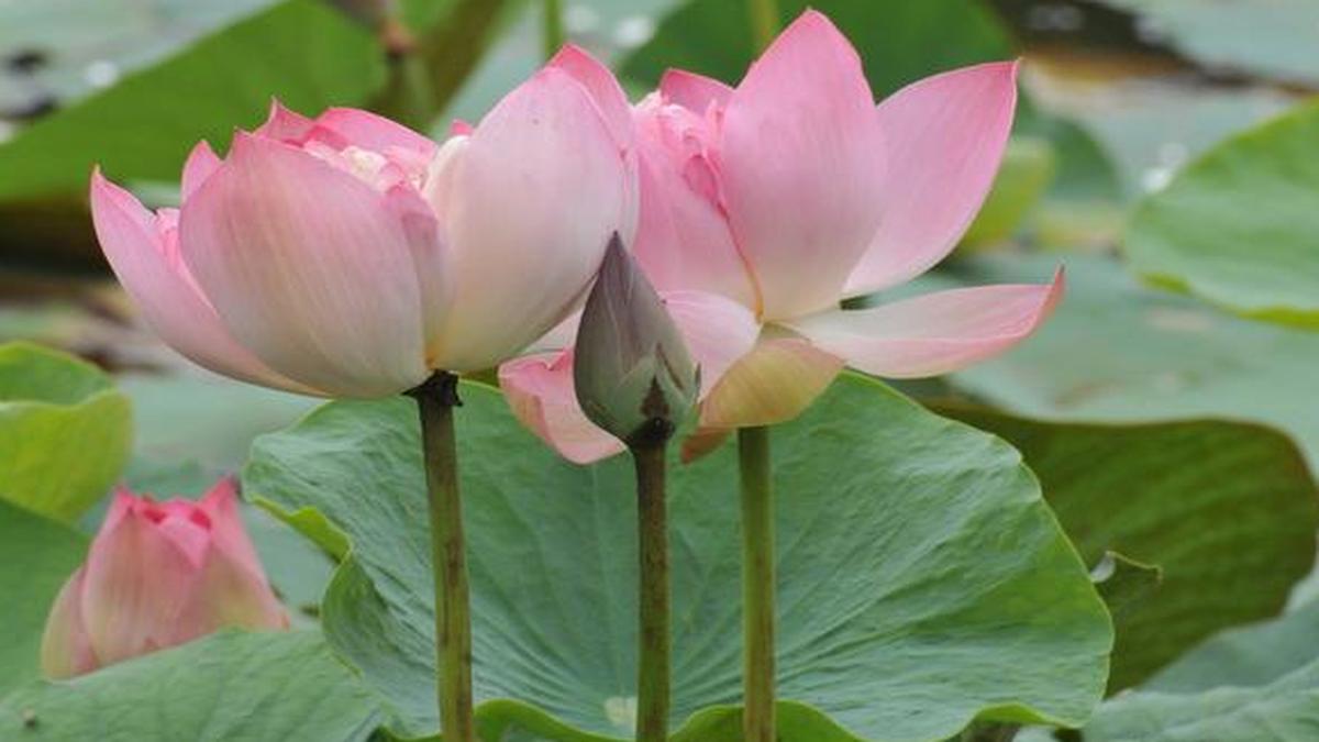 All about the origin of Sound - The Hindu