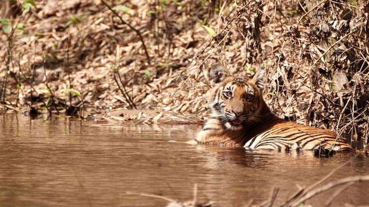 ‘Teak and the Tiger’ is an evocative trek through the evolution of ...