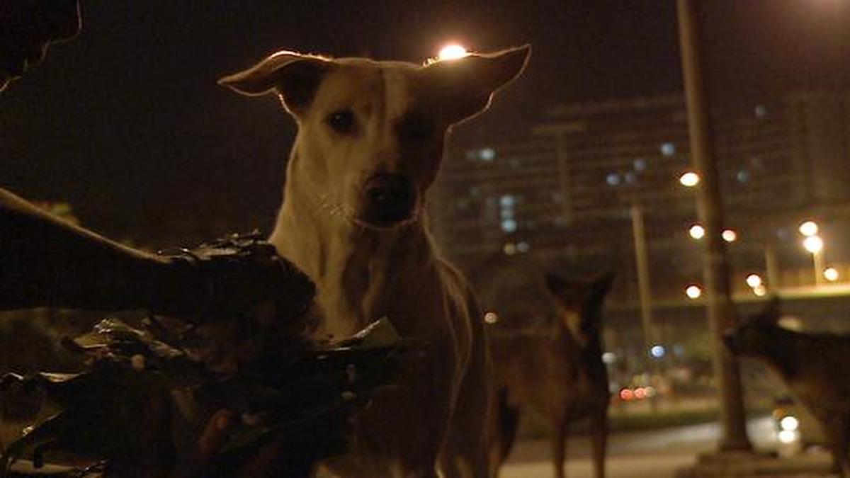 Chasing Tails: A documentary about a selfless animal lover in Mumbai ...