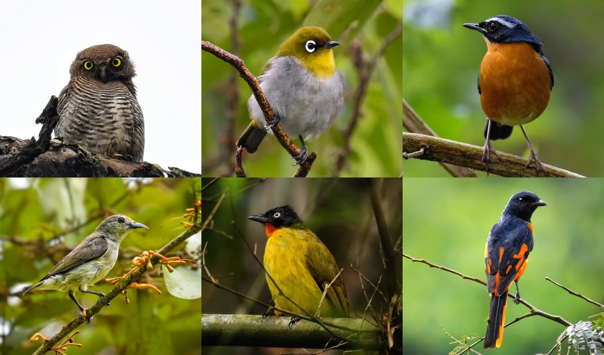 Moment in the sun: Kerala’s Thattekkad Bird Sanctuary prepares for a ...