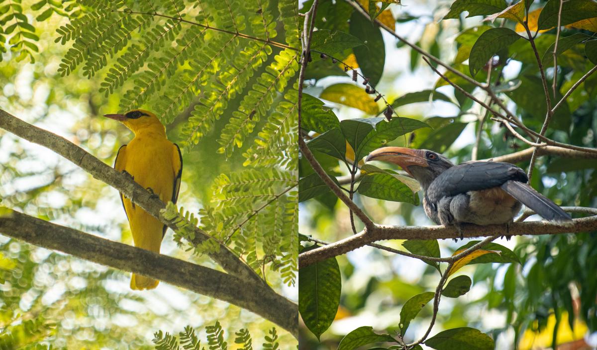 Moment in the sun: Kerala’s Thattekkad Bird Sanctuary prepares for a ...