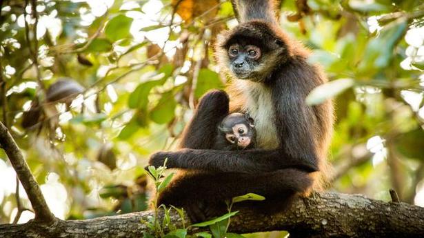 Why is it important to study and preserve primates? - The Hindu