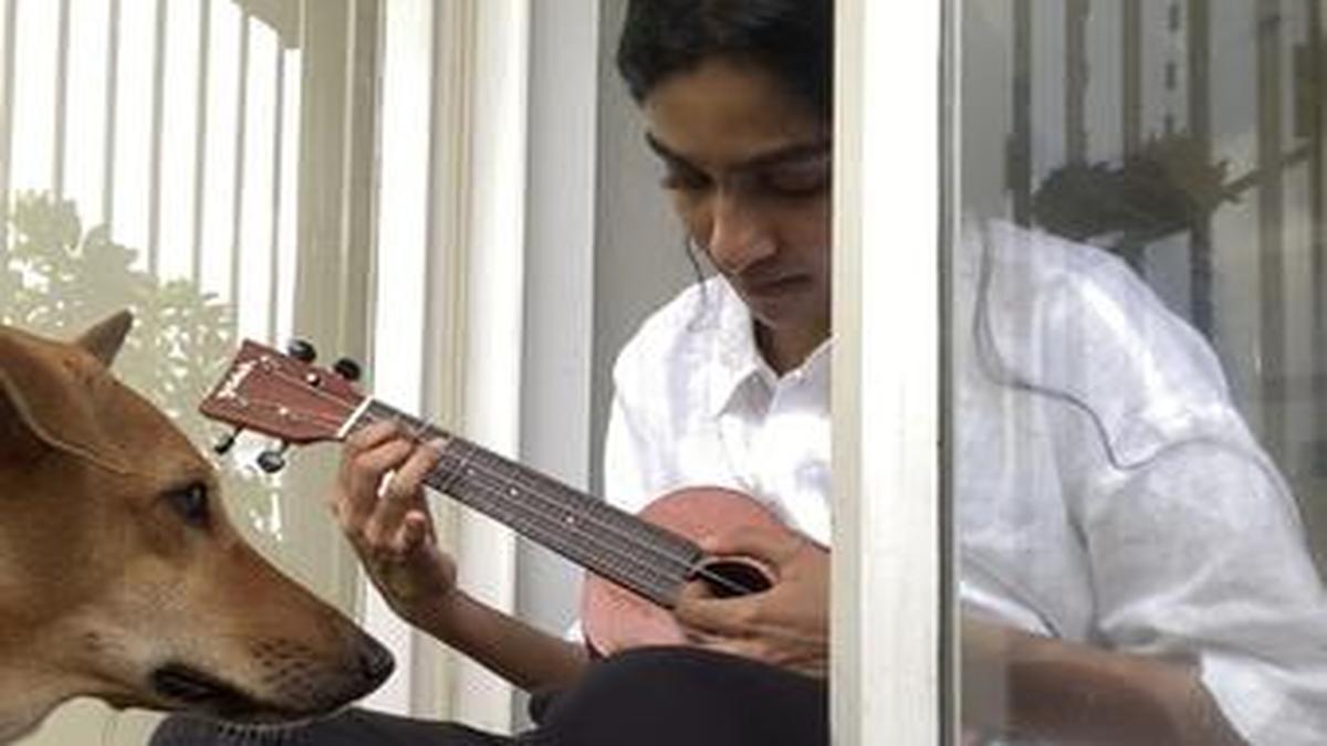 Ukulele, kazoo, bongos: Why some instruments became more popular than ...