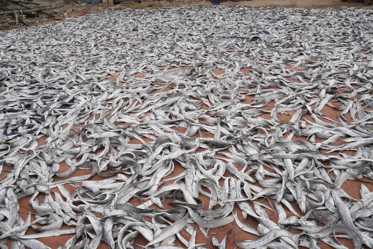 A trail through Kasimedu in Chennai with fresh fish fry and a side of ...