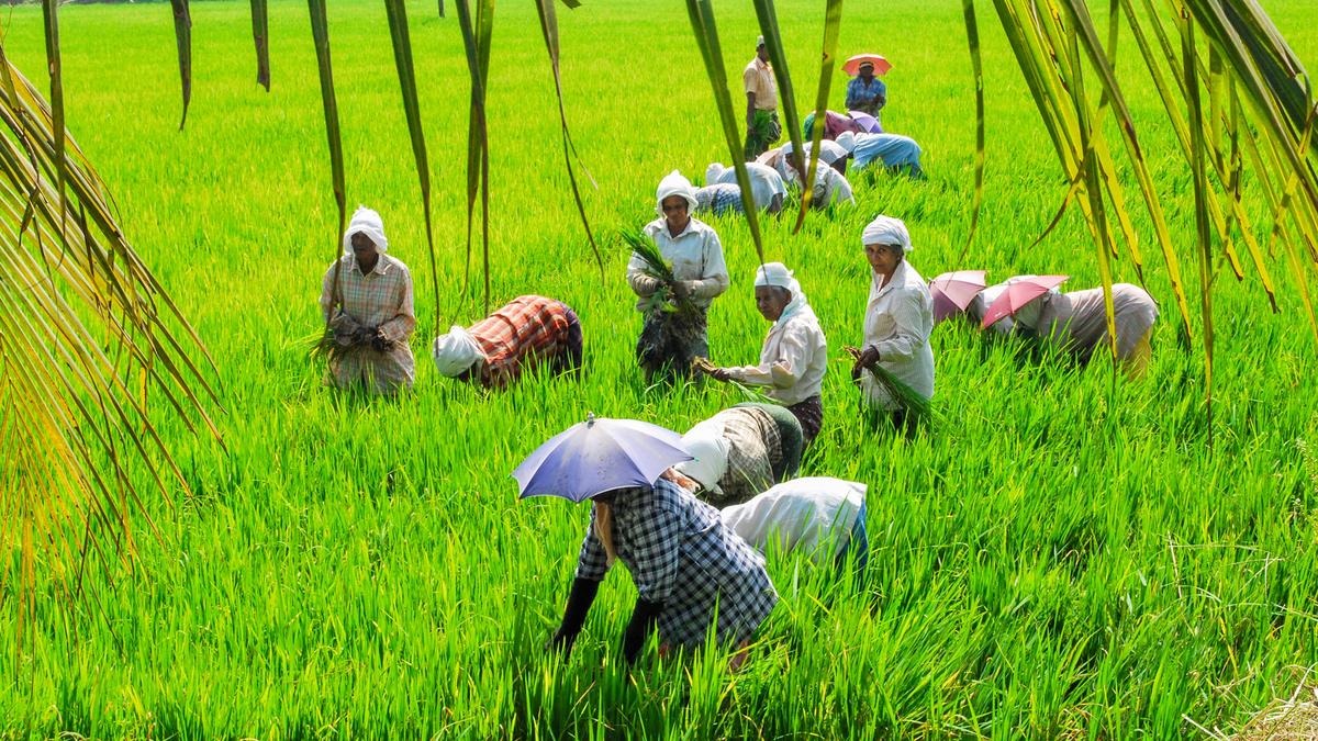 Kerala Assembly: Opposition attacks govt over failure to mitigate agrarian distress due to ...