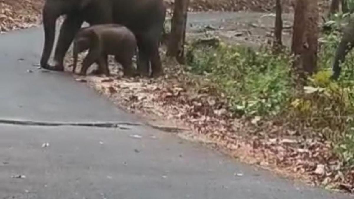 Elephant attacks leave Kollam plantation workers in jitters - The Hindu