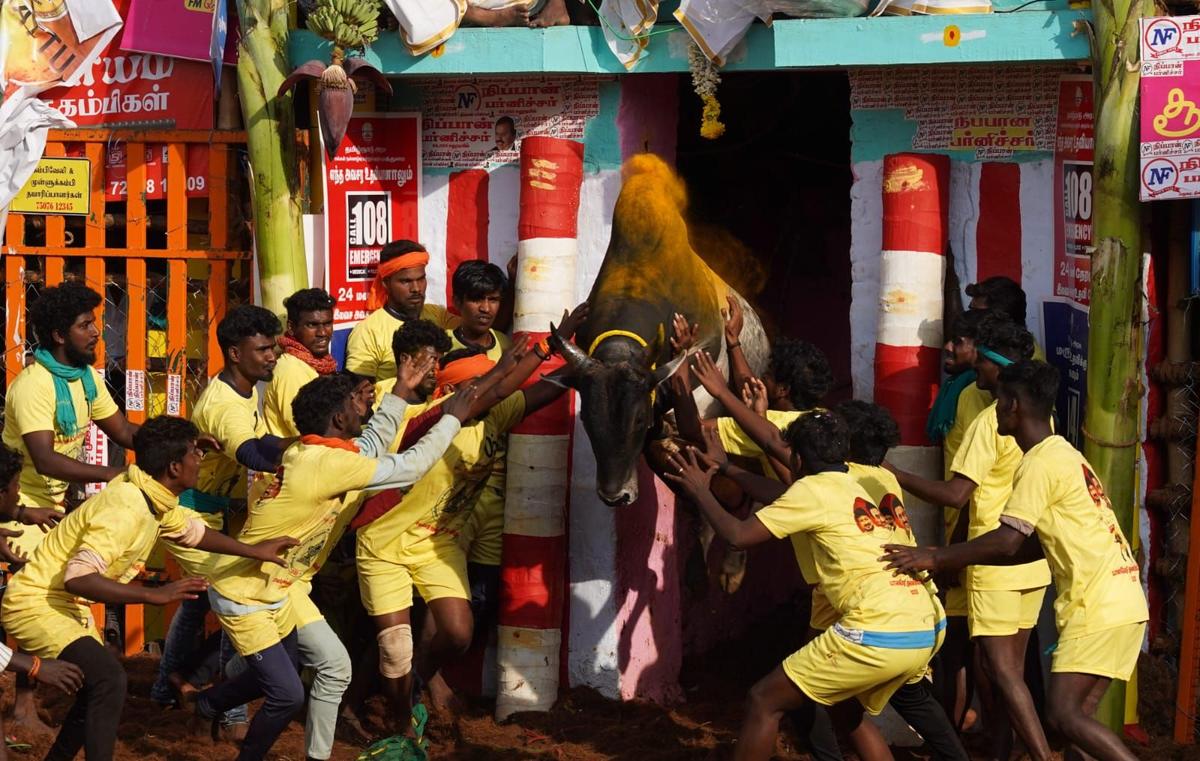 Palamedu jallikattu | Bull tamer dies, 19 others sustain injuries - The ...