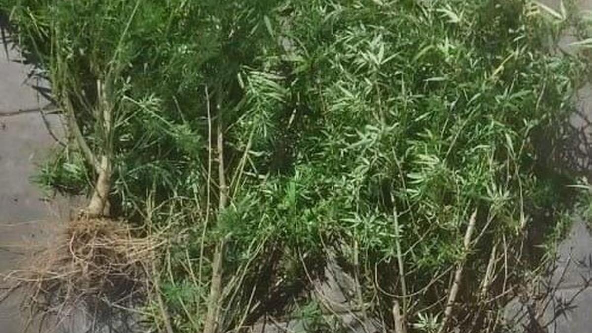 Ganja plants grown surreptitiously seized by Karamadai police ...