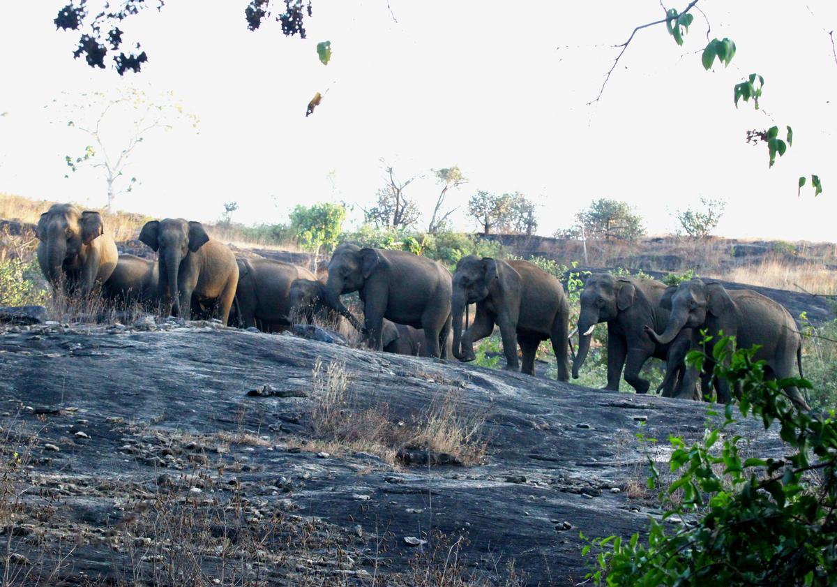 PT-7 continues to wreak terror in Dhoni - The Hindu