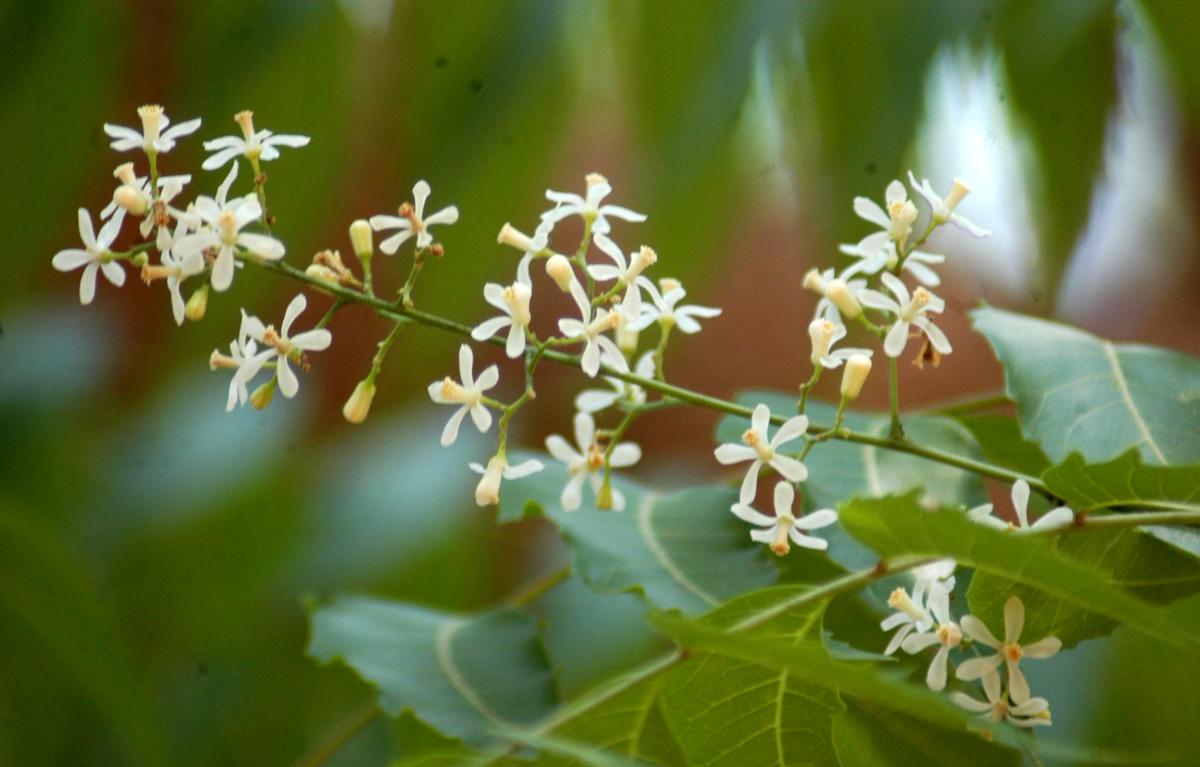 Recipe for Ugadi pachhadi, a mix of flavours - The Hindu