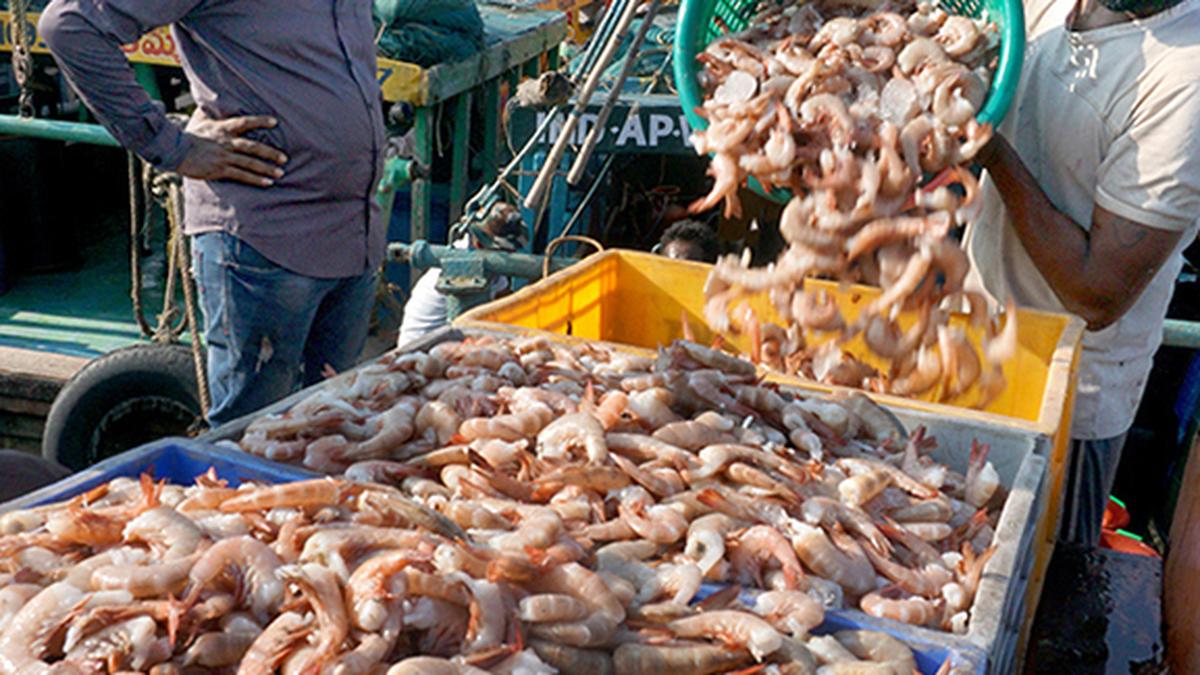 India exports seafood worth ₹63,969 crore - The Hindu