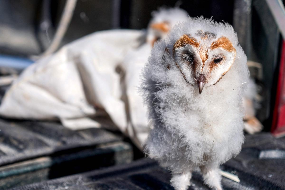 In Cyprus no-man’s land, owls come to the rescue of farmers - The Hindu
