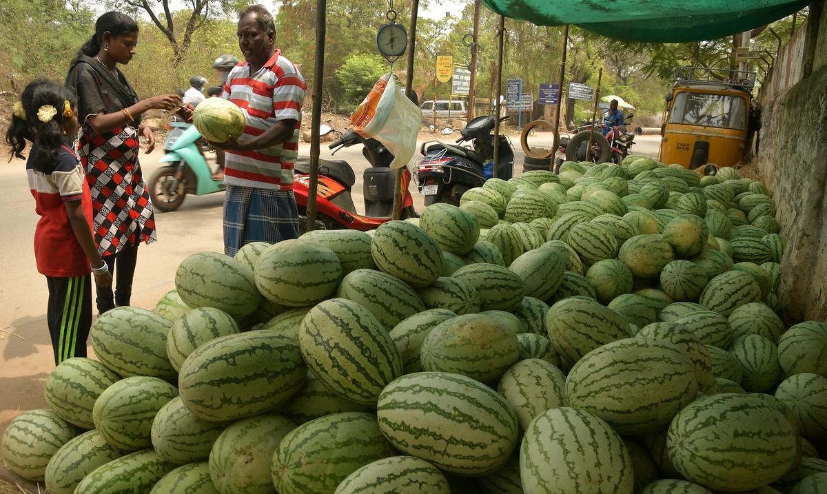 biggest watermelon in india