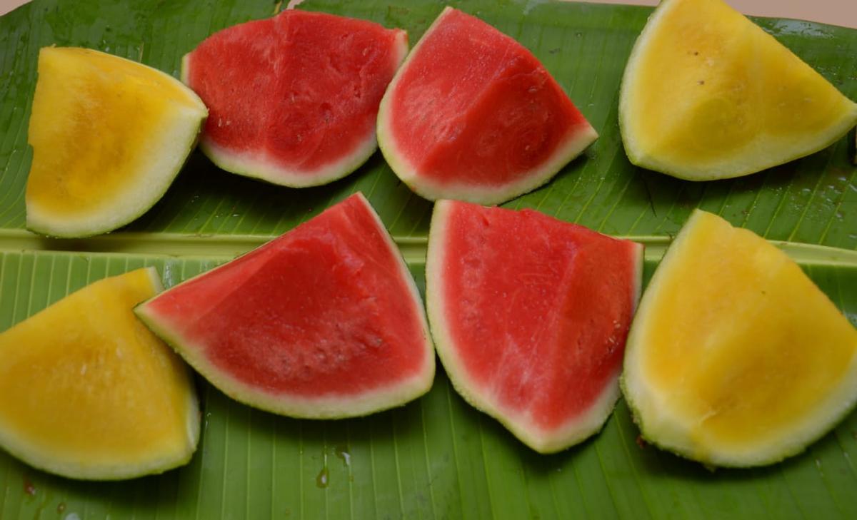 Watermelon cultivation finds more takers in Kerala - The Hindu