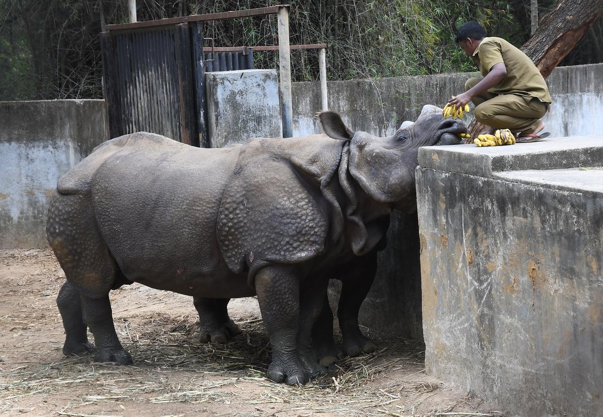 Water sprinklers, frozen fruits help animals beat the heat at Chennai’s ...