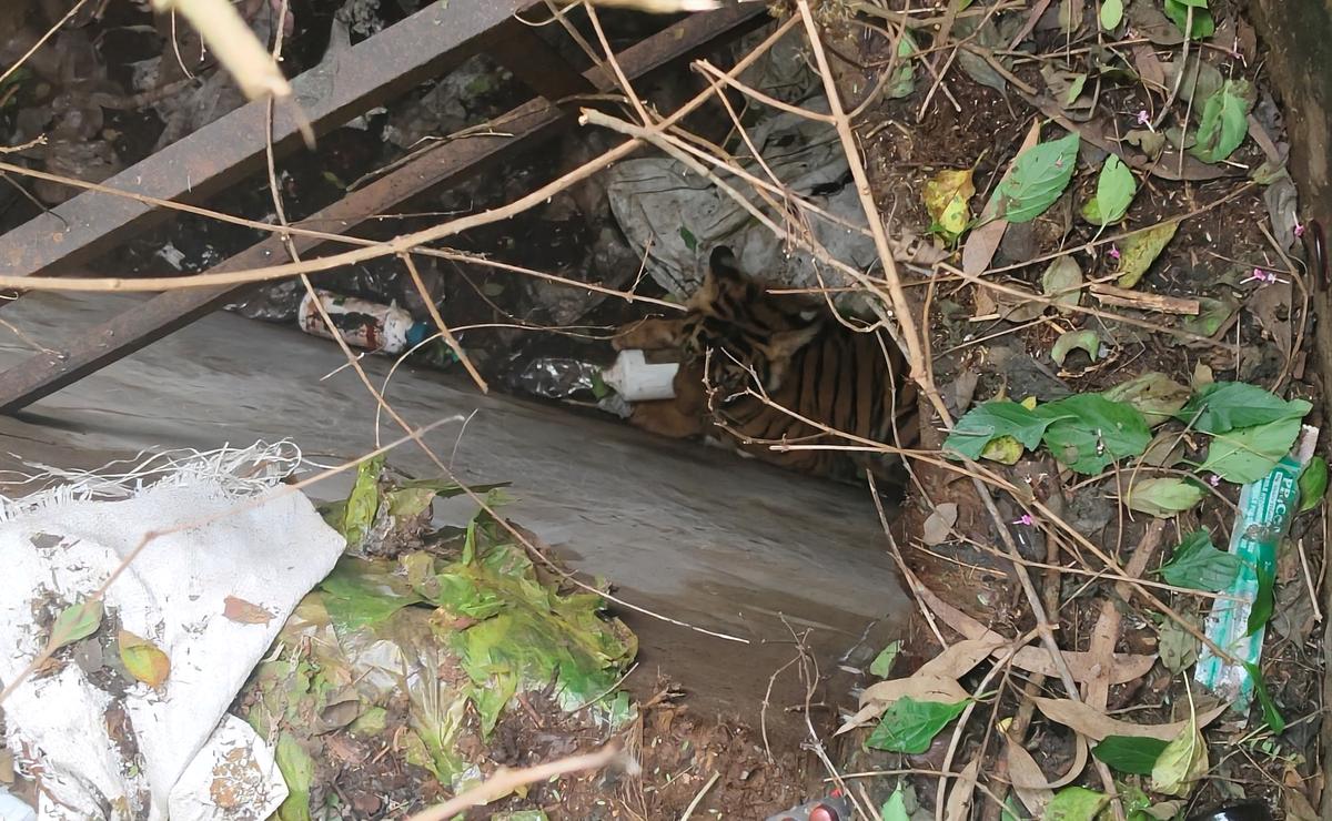 Tiger cub falls into biogas plant - The Hindu