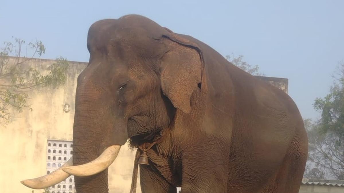 Three kumkis deployed to capture wild elephant in Erode district, to return, after operation is ...