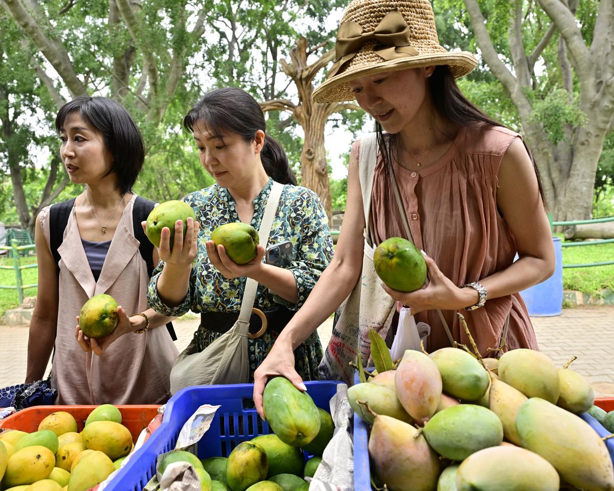 Much awaited ‘Mango Mela begins in Lalbagh - The Hindu