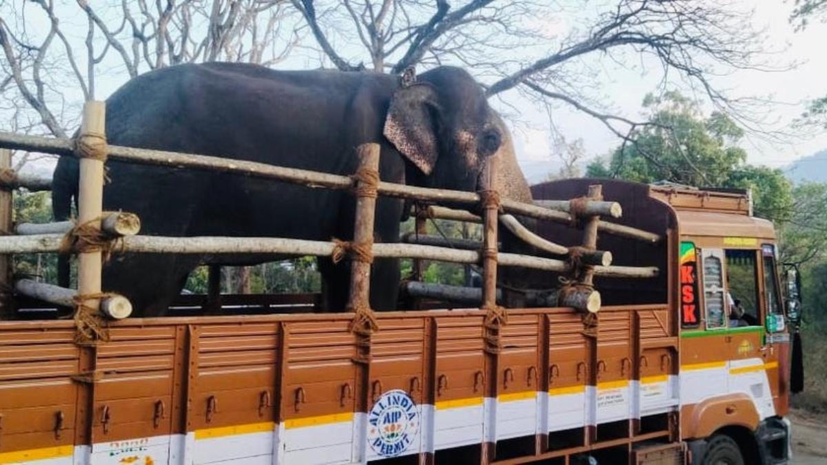 Two kumkis to be deployed to fix radio-collar on wild elephant Karuppan in Erode’s Talavadi ...