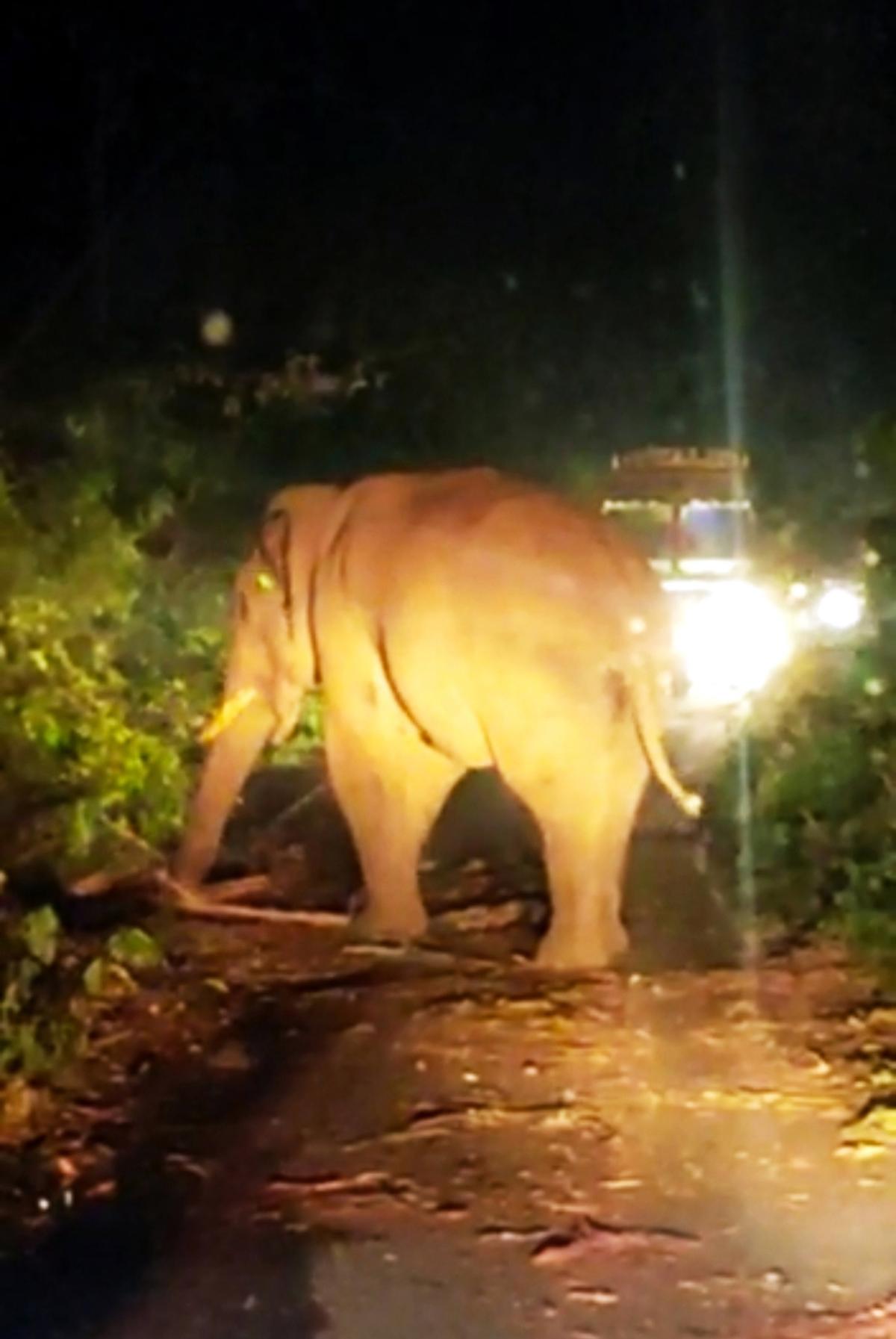 Close shave for passengers as elephant ‘Kabali’ attacks bus on Athirappilly-Malakkappara route ...