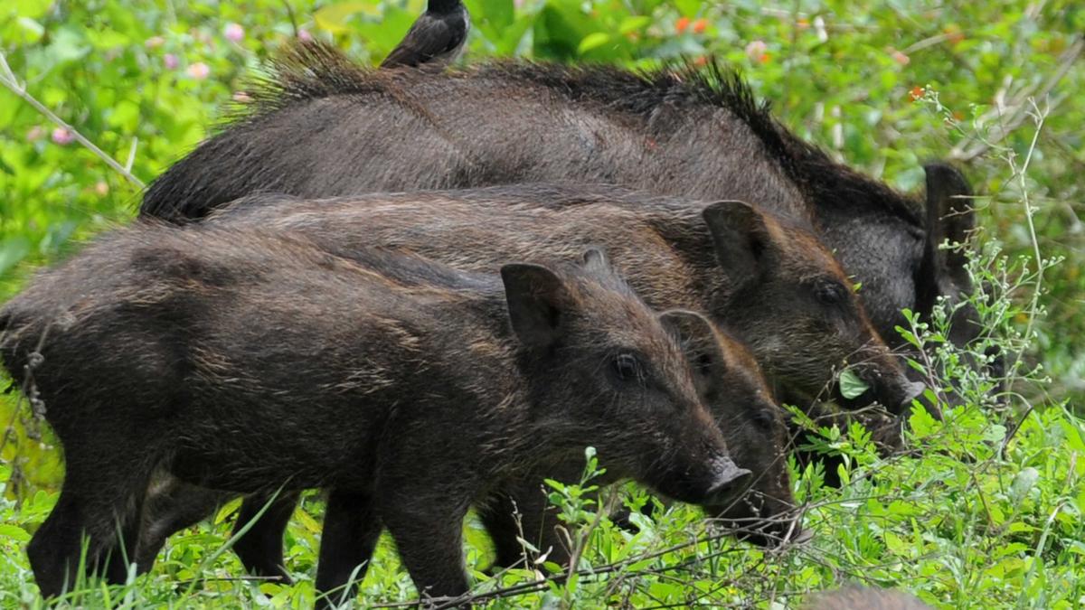 Two wild boars in Gudalur die, African Swine Fever suspected - The Hindu