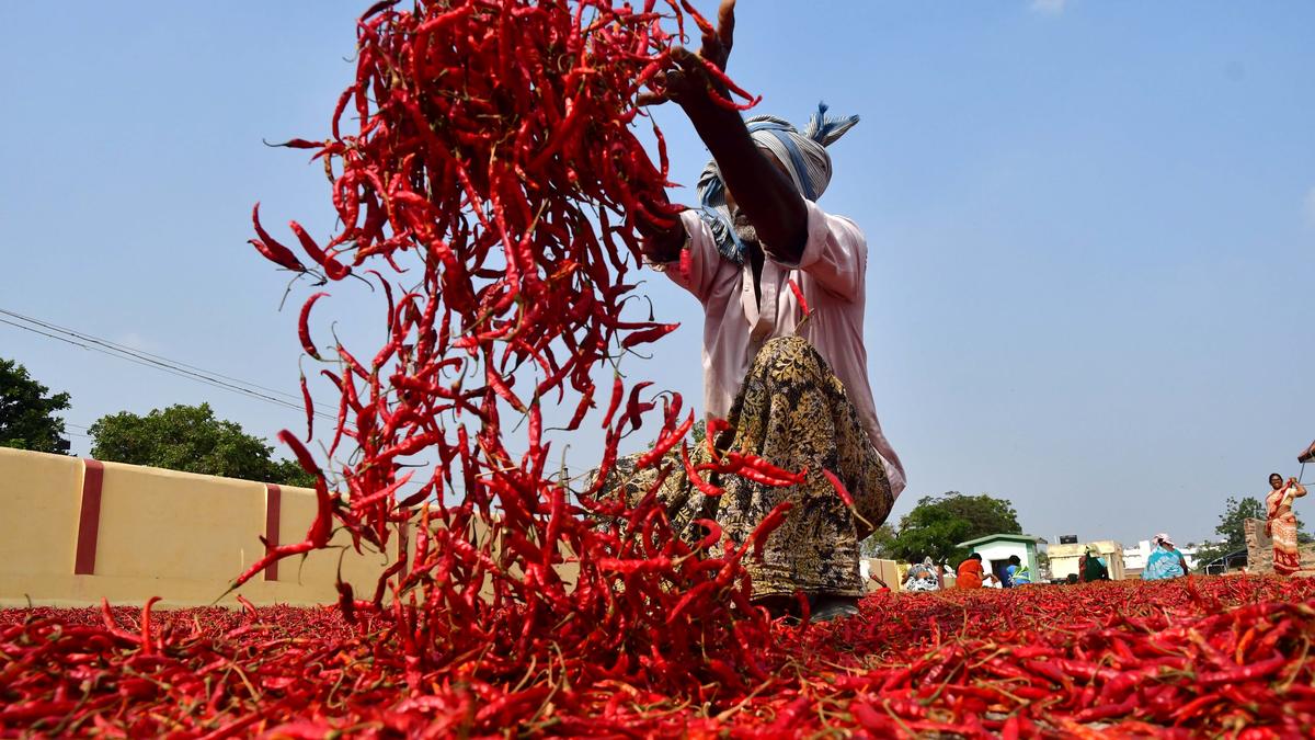 Telangana’s Teja chilli is hot property in many nations - The Hindu