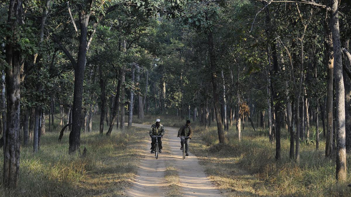 National Forest Martyrs’ Day: What can be done to protect forest guards ...