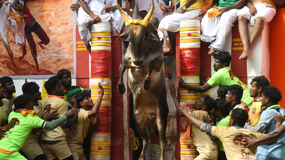 Braving morning chill and play tricks, all to watch the spectacular ...