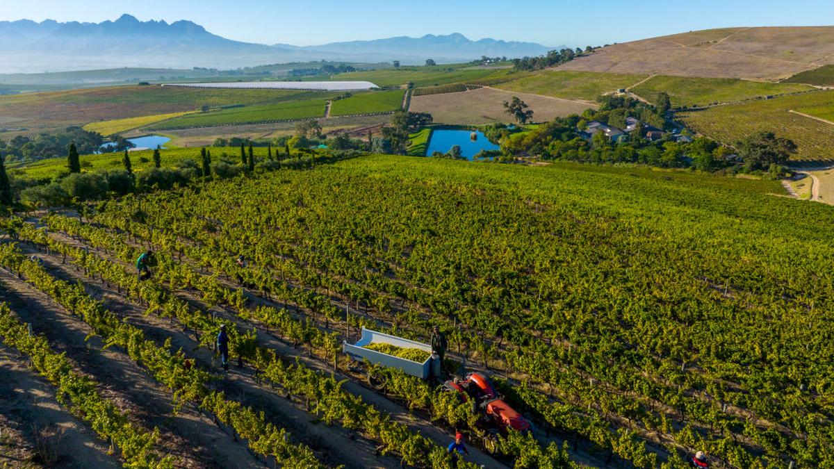 A letter from South Africa’s Stellenbosch, university town, wine ...